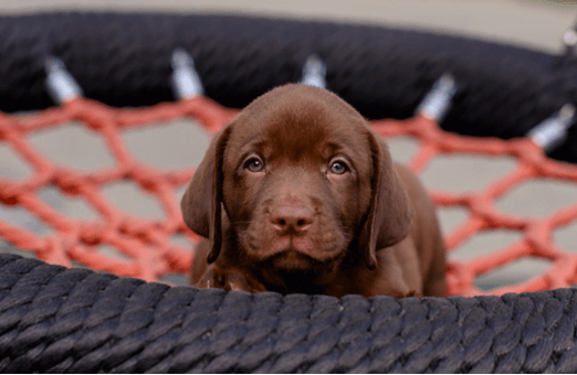 Filhotes De Labrador Retriever Marrom